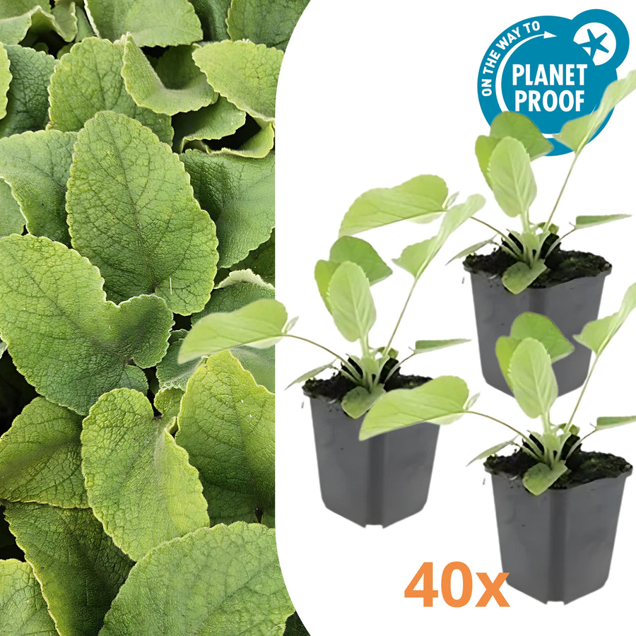 Phlomis russeliana verzorging: alles wat je moet weten – Groener-Thuis.nl